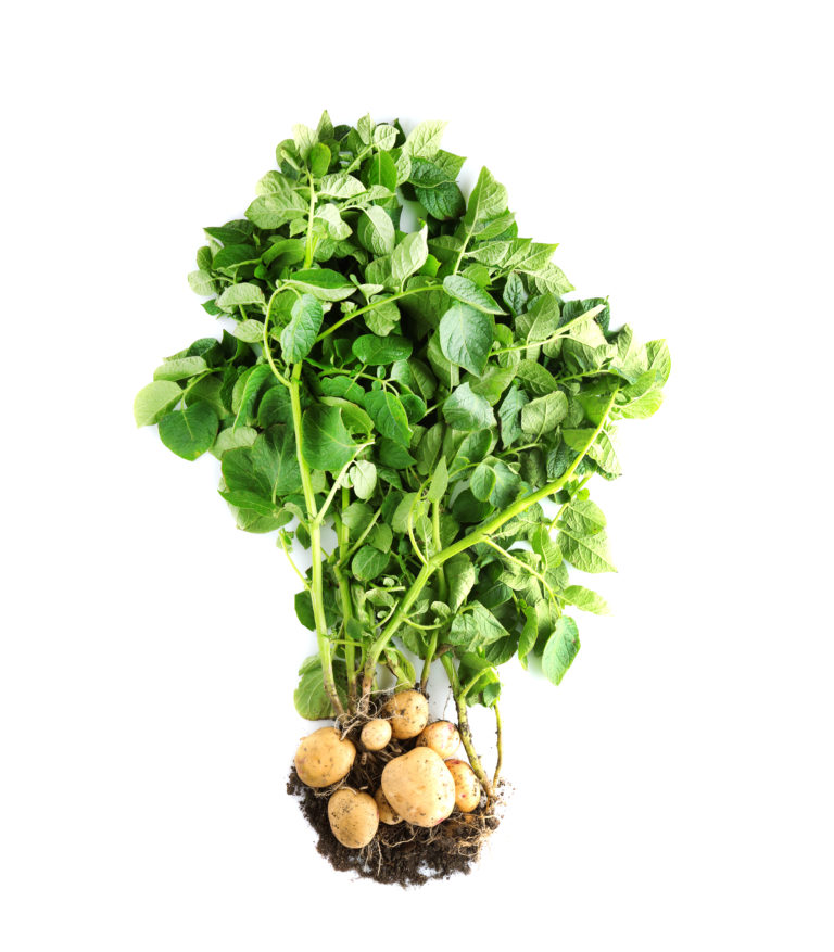 The Potato Sustainability Alliance - IPM Institute