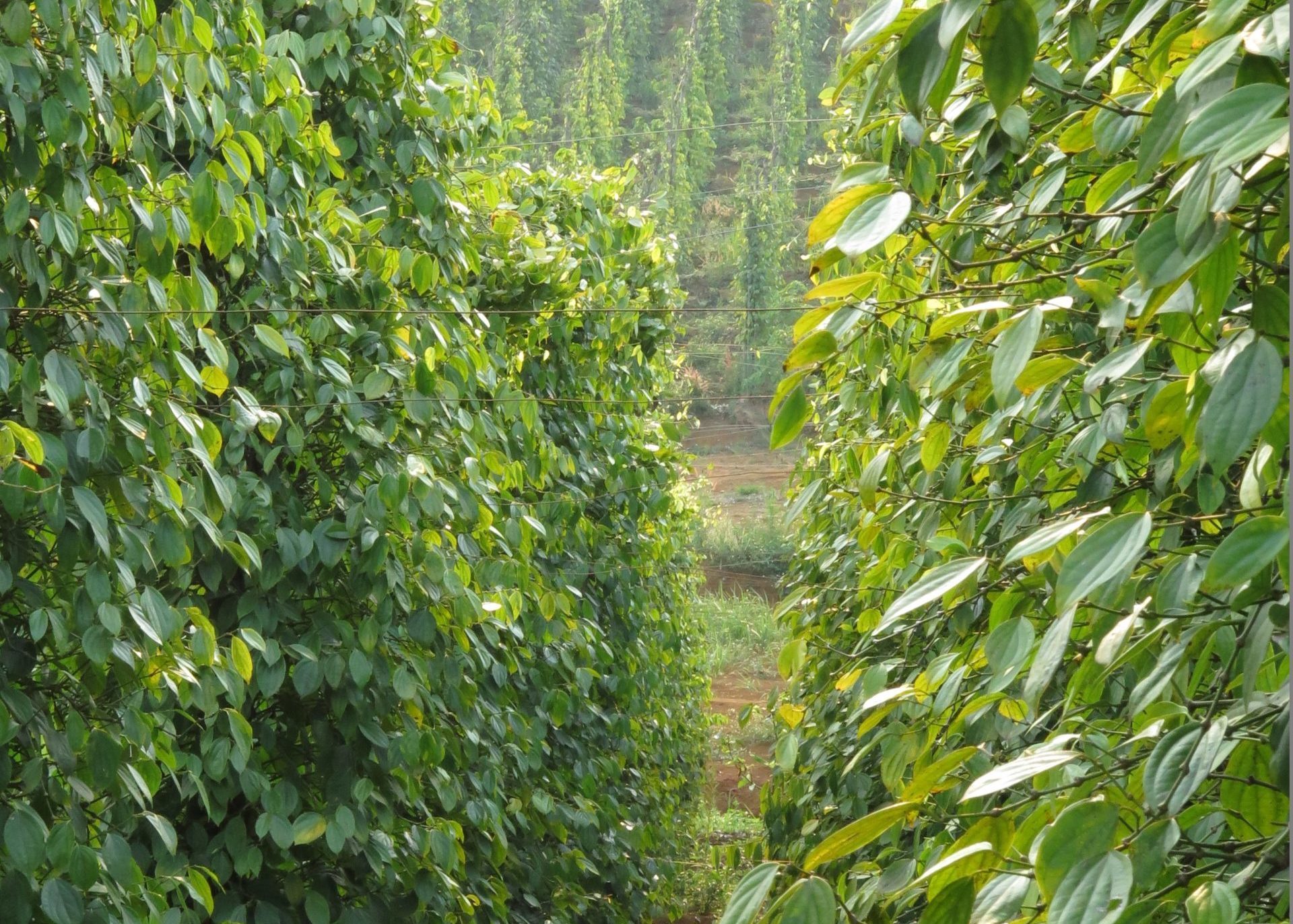 Helping 75 Vietnamese Black Pepper Farmers Transition to Organic - IPM ...