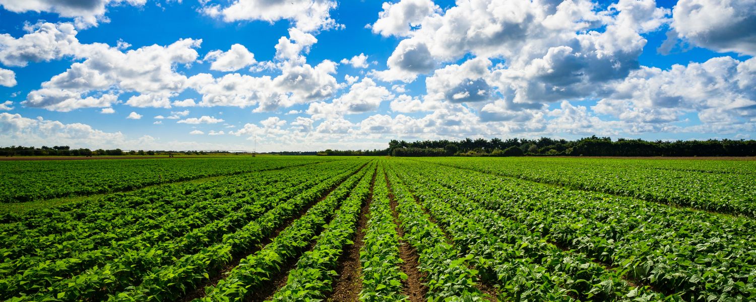 Services & Certifications - IPM Institute