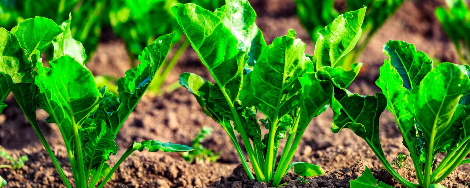 What is IPM? - IPM Institute