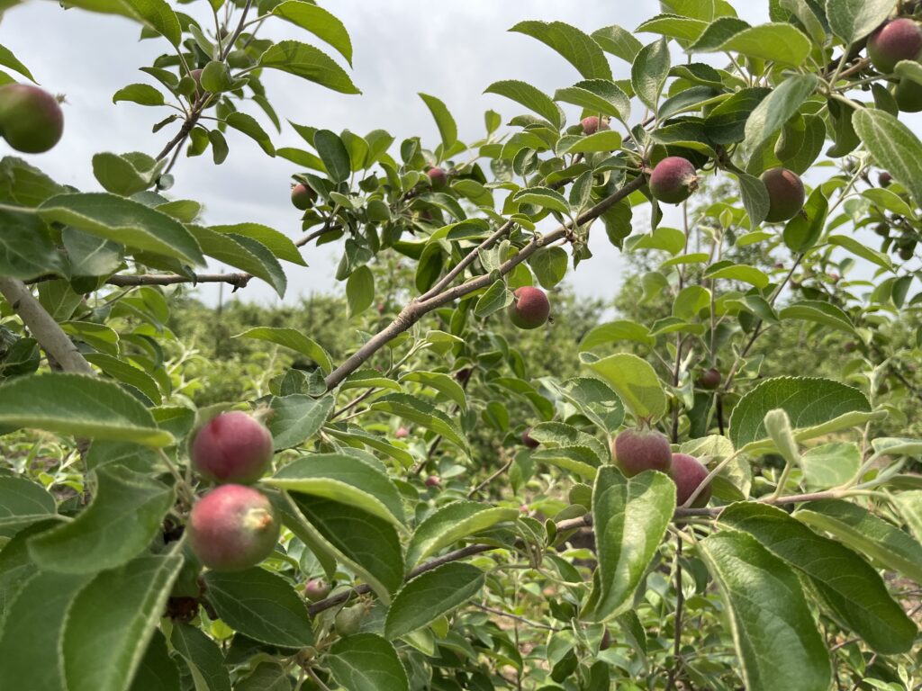 Midwest Apple Grower School - IPM Institute